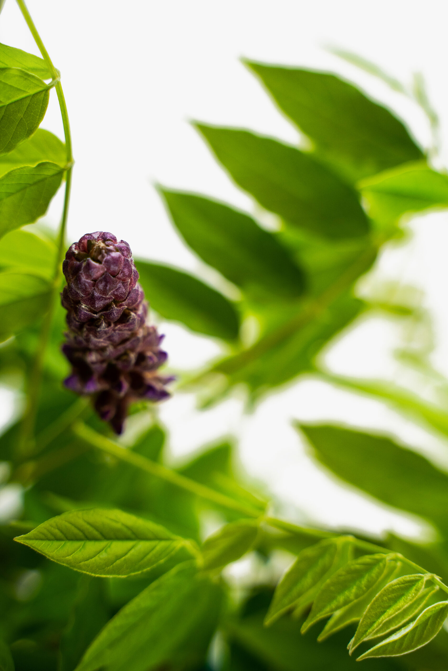 Amethyst Falls Wisteria For Sale Online | The Tree Center