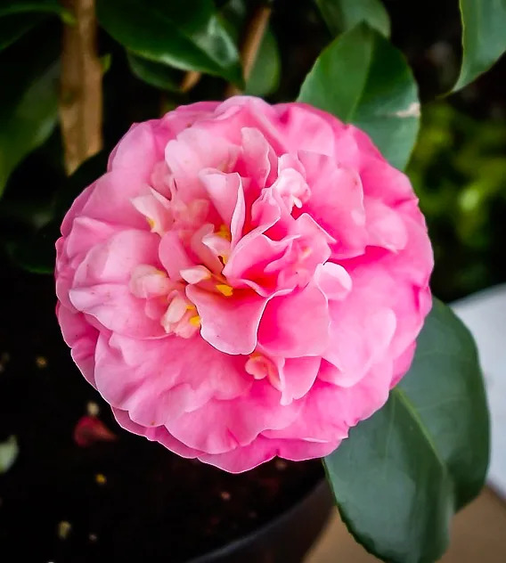 April Rose Camelias For Sale Online | The Tree Center