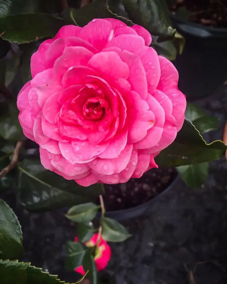 April Rose Camelias For Sale Online | The Tree Center