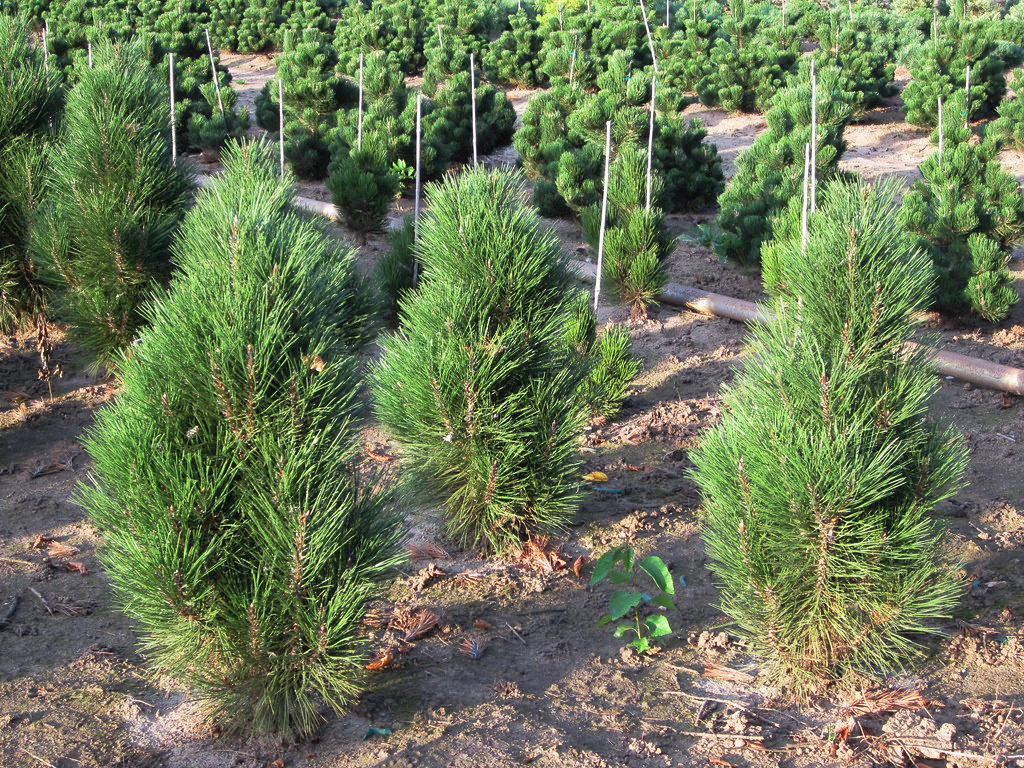 Arnold Sentinel Austrian Pine Trees For Sale | The Tree Center