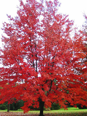 Burgundy Belle Red Maple Trees For Sale Online | The Tree Center