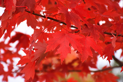 Autumn Fantasy® Red Maple Trees For Sale Online | The Tree Center