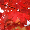 Autumn Fantasy® Red Maple Trees For Sale Online | The Tree Center
