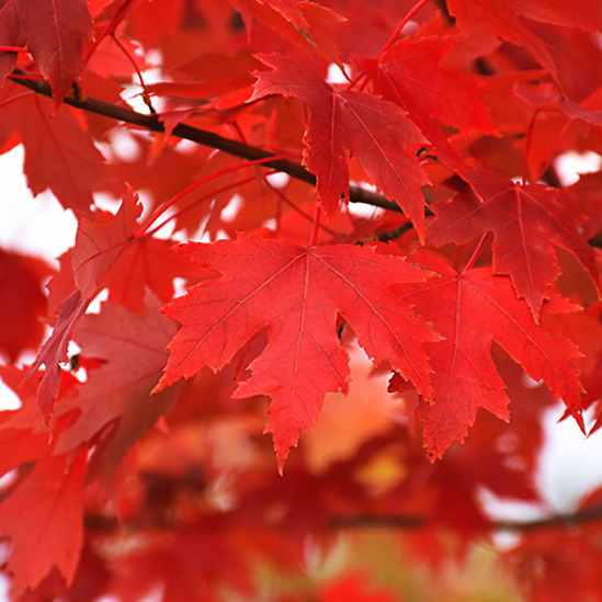 Autumn Fantasy® Red Maple Trees For Sale Online | The Tree Center