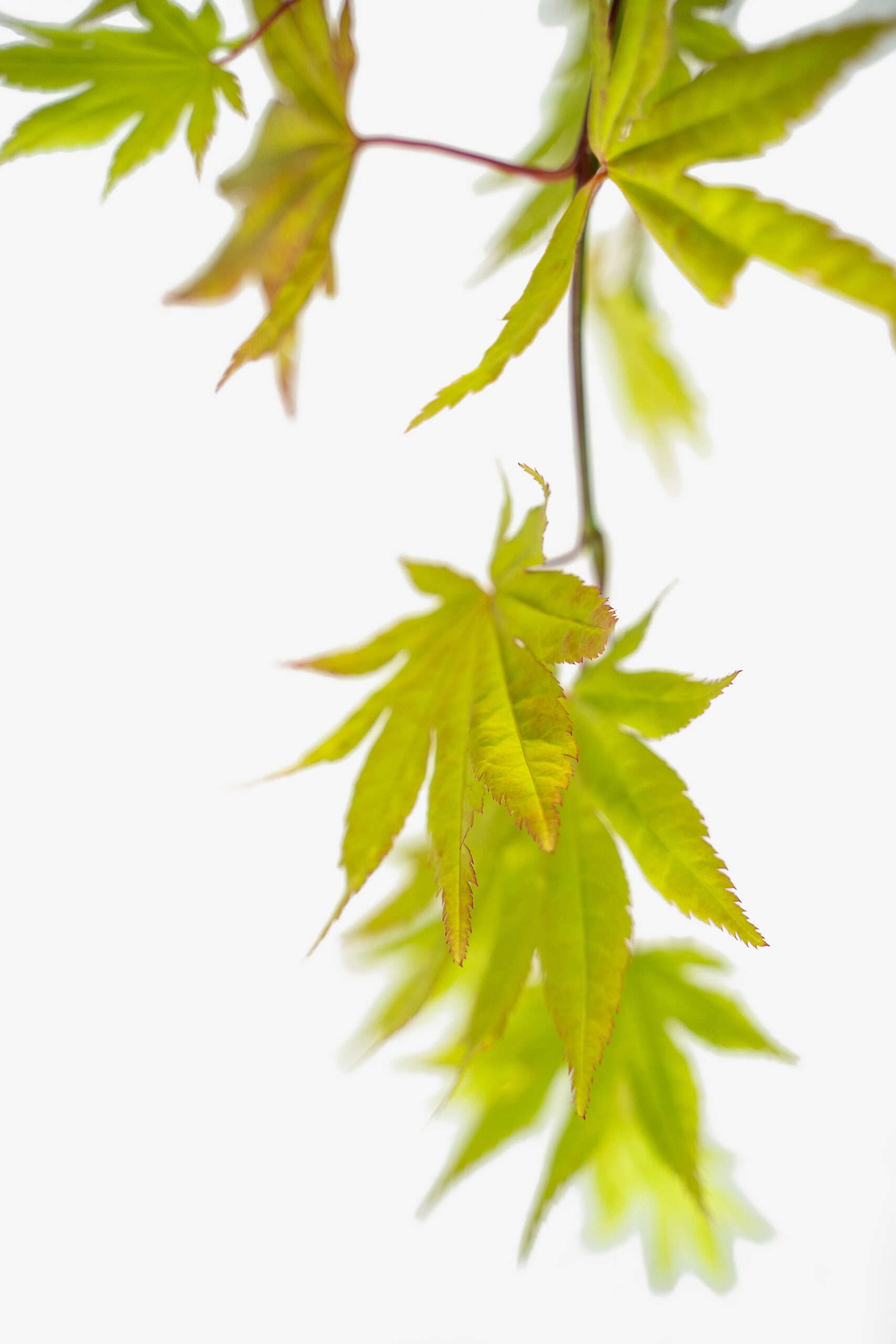 Autumn moon dwarf japanese maple trees - ferywash
