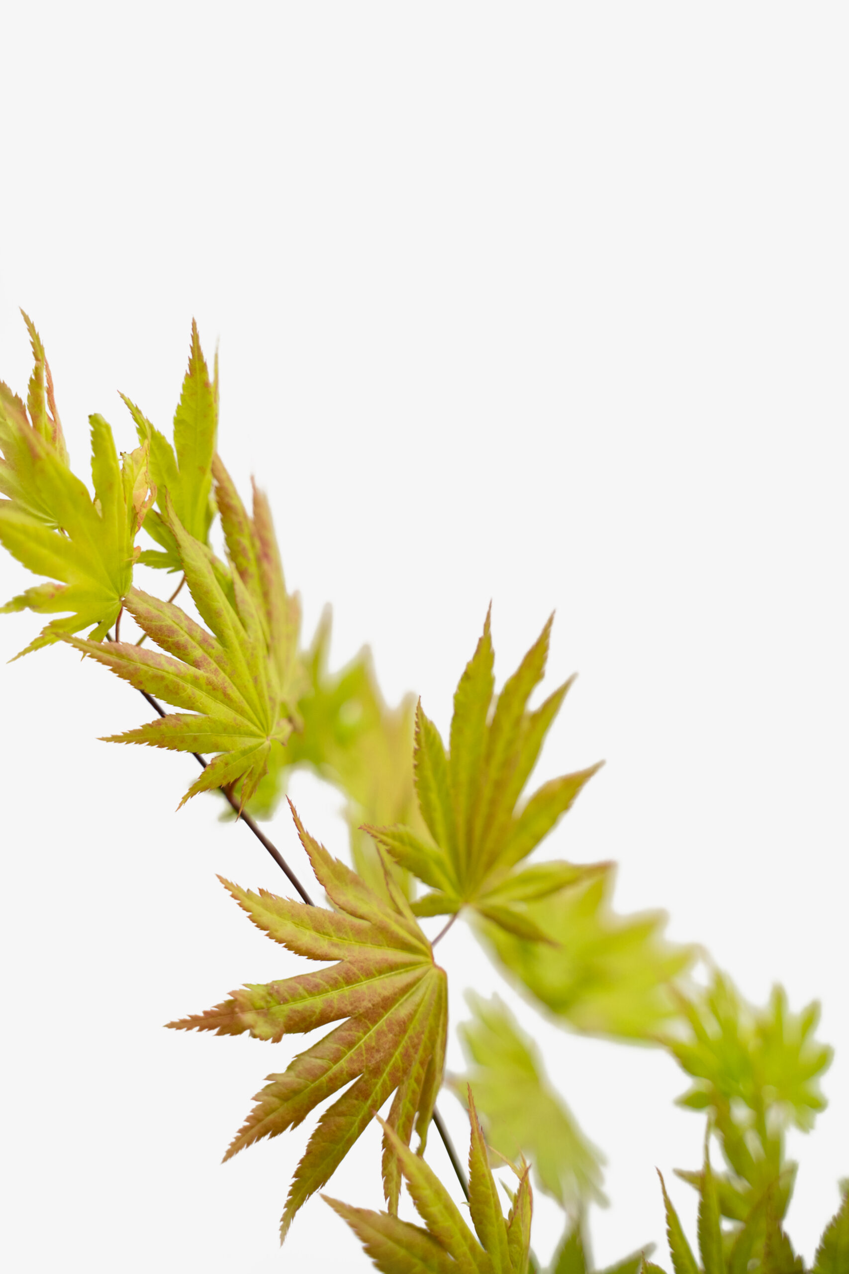 Buy Autumn Moon Japanese Maple For Sale | The Tree Center