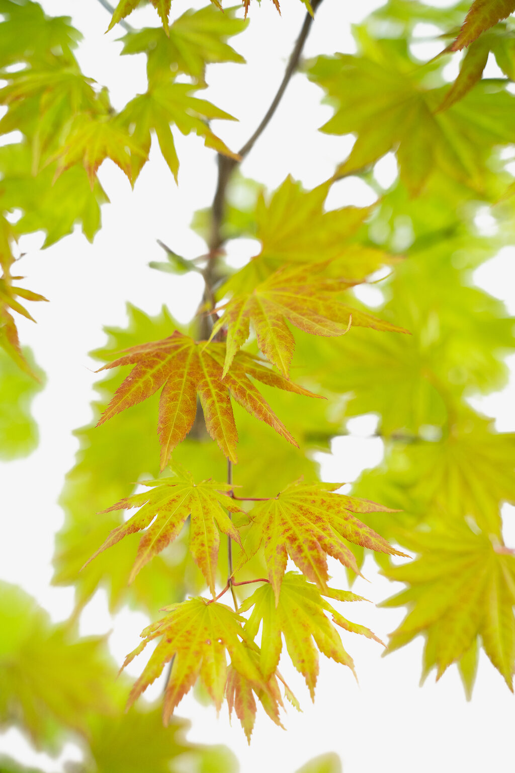 Buy Autumn Moon Japanese Maple For Sale | The Tree Center