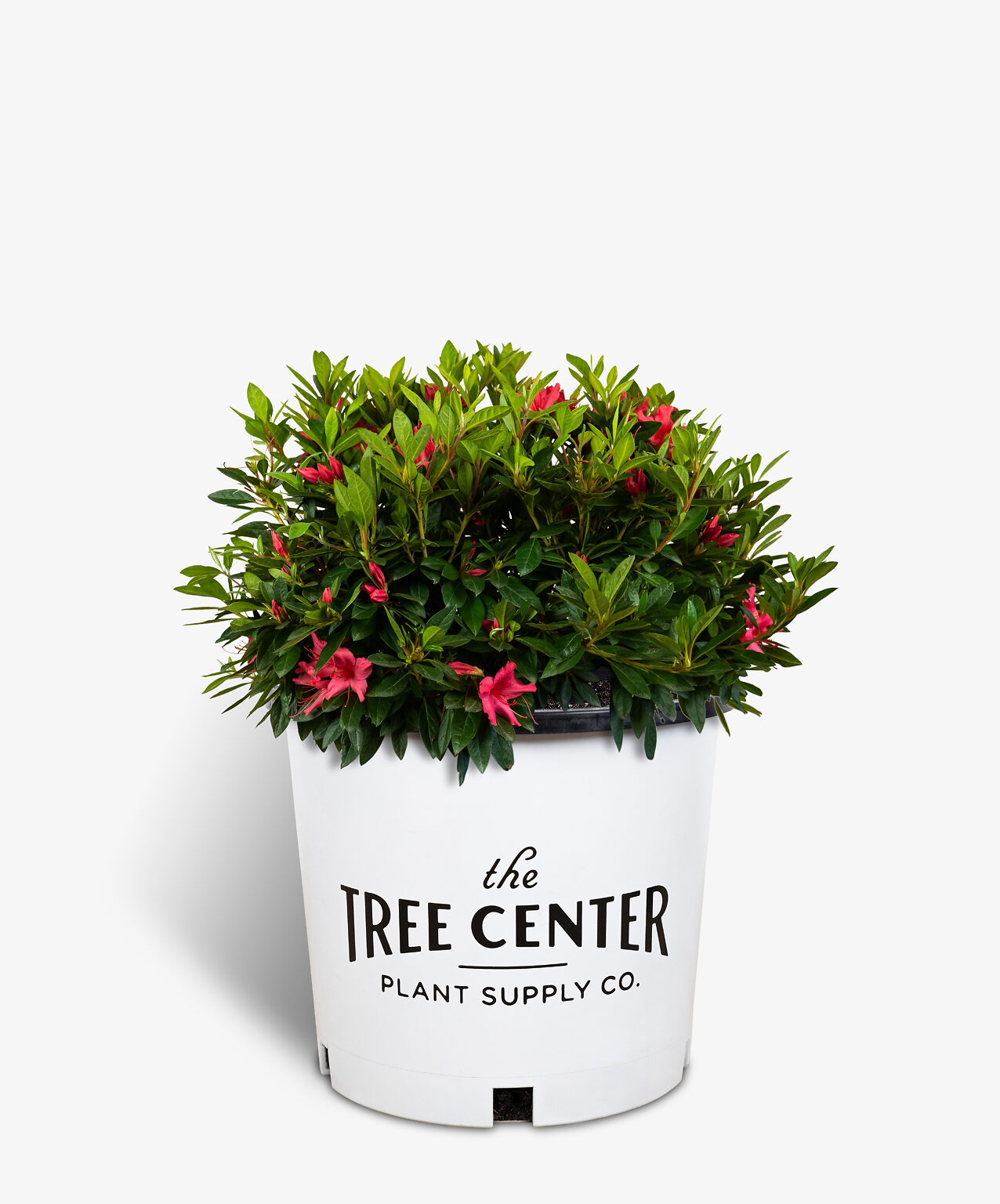 Autumn Sundance Encore Azaleas For Sale | The Tree Center