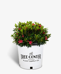 Autumn Sundance Encore Azaleas For Sale | The Tree Center