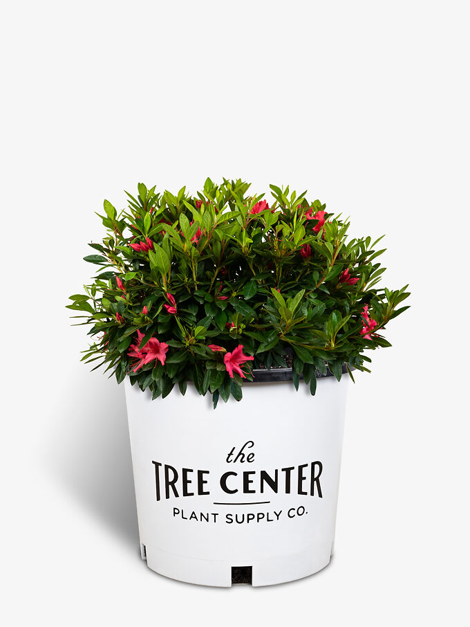 Autumn Coral Encore Azalea For Sale Online | The Tree Center