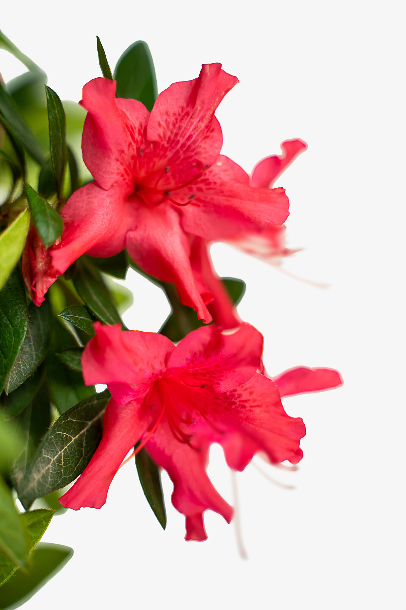 Autumn Sundance Encore Azaleas For Sale | The Tree Center