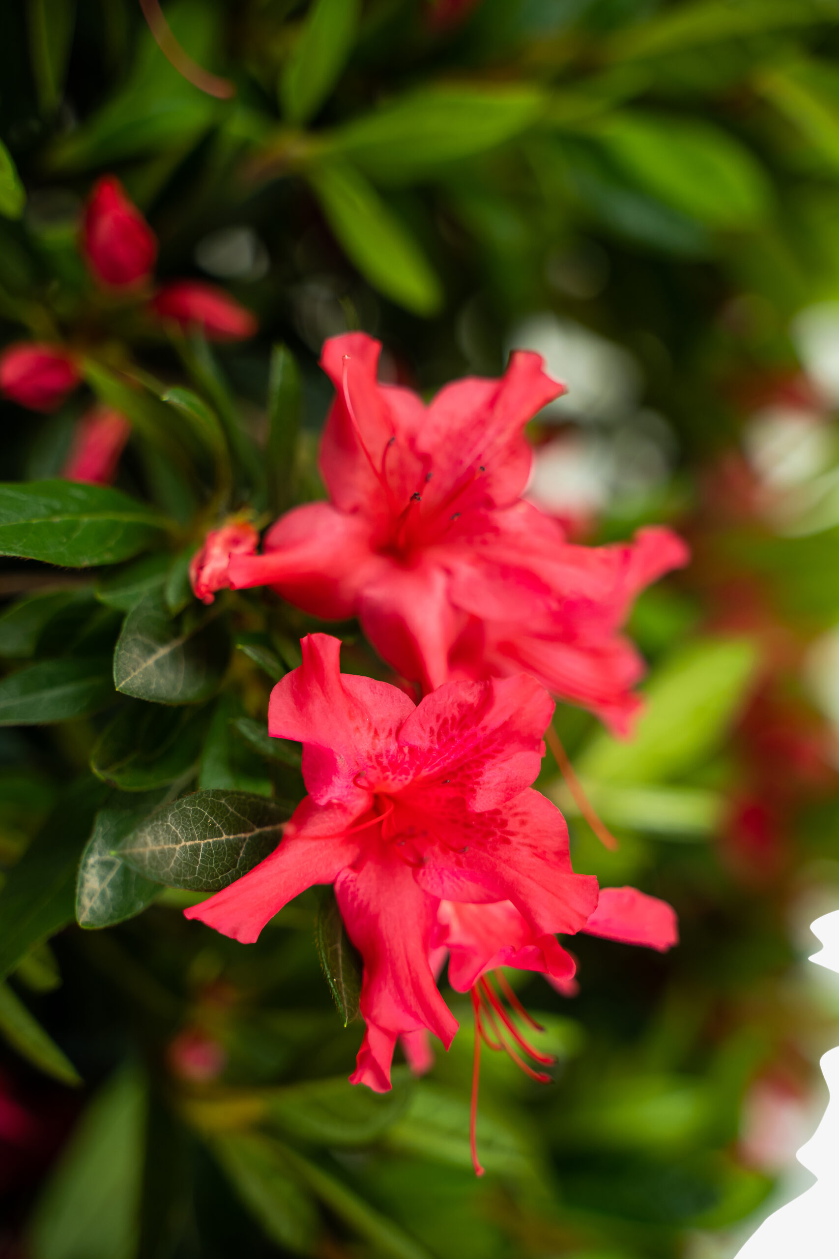 Autumn Sundance Encore Azaleas For Sale | The Tree Center