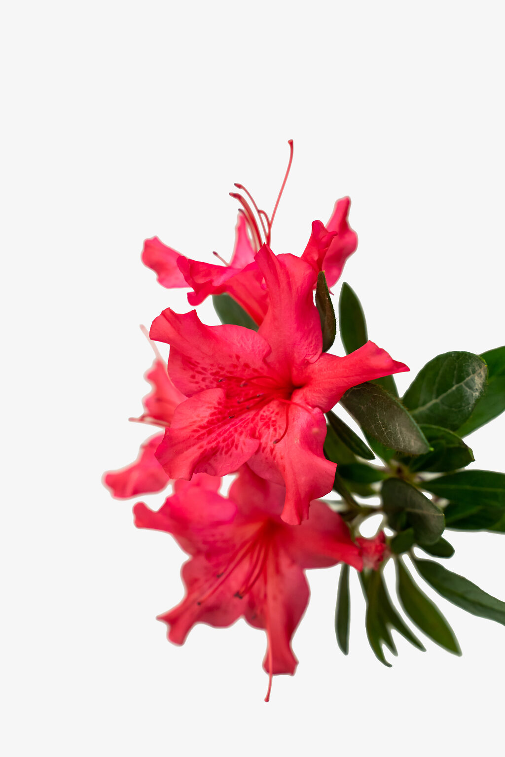 Autumn Sundance Encore Azaleas For Sale | The Tree Center