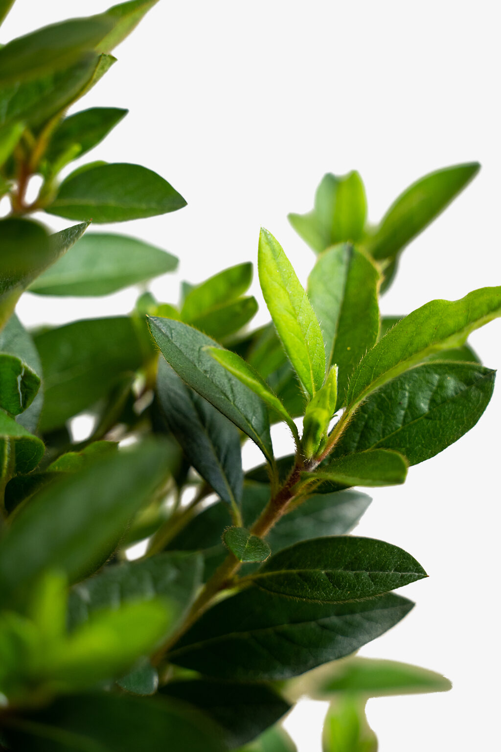 Autumn Twist Encore Azaleas For Sale | The Tree Center