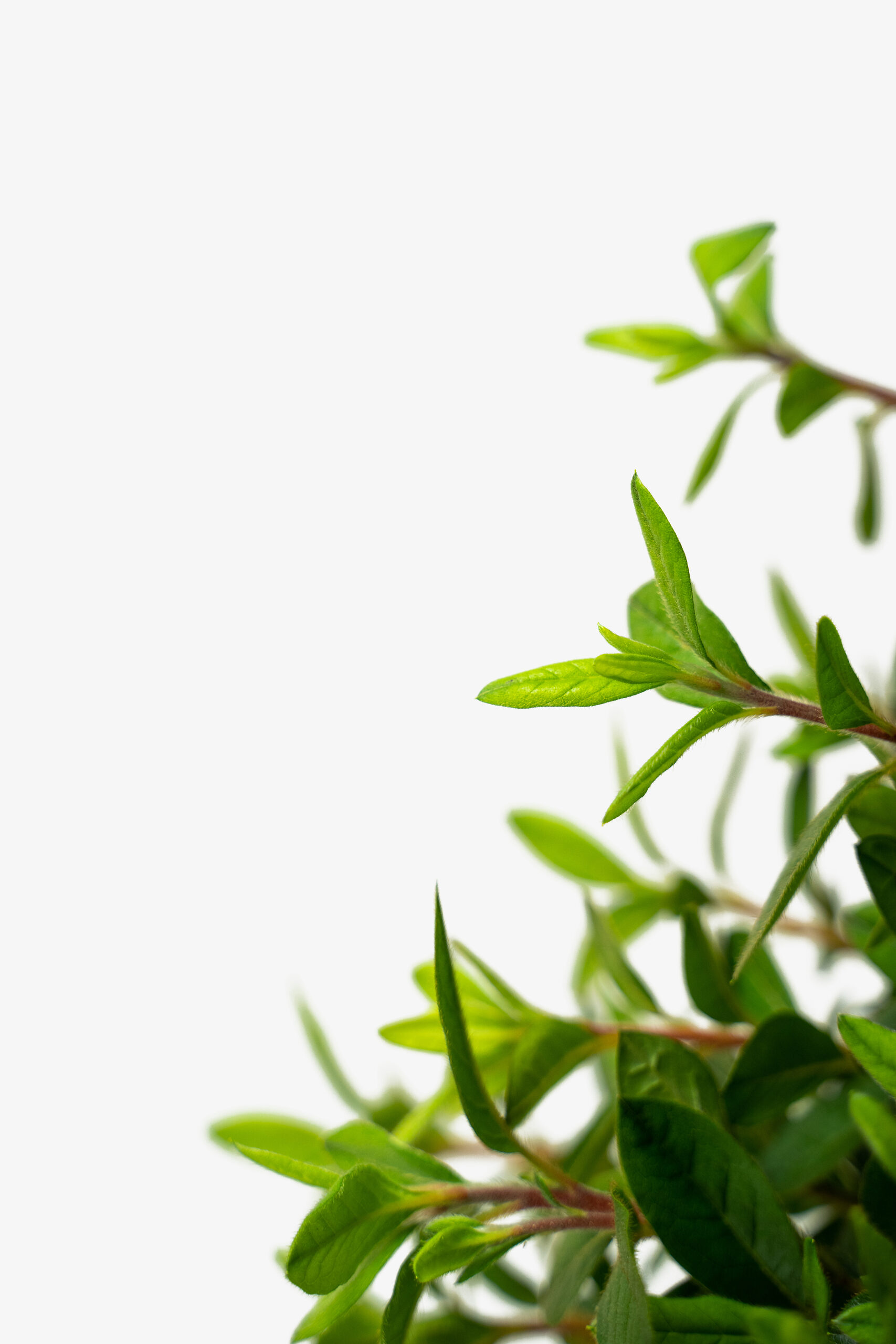 Autumn Twist Encore Azaleas For Sale | The Tree Center