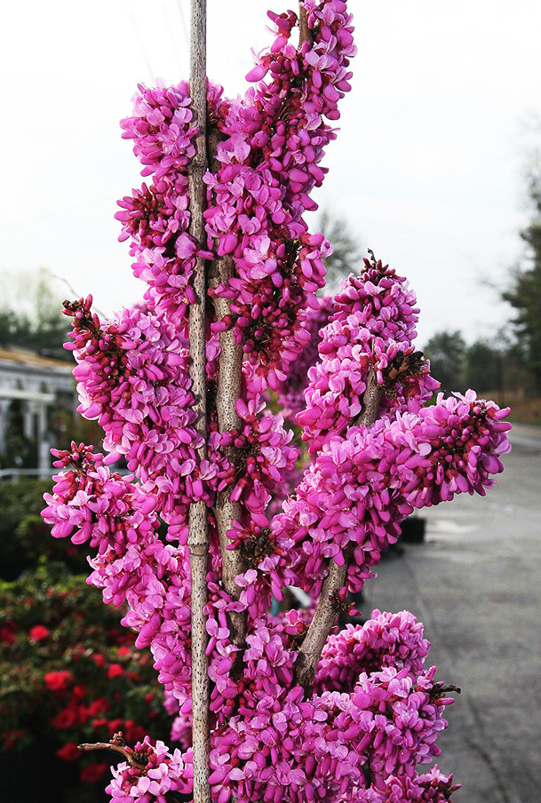 Avondale Redbud For Sale Online | The Tree Center