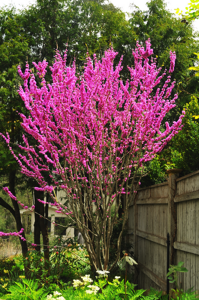 Avondale Redbud For Sale Online | The Tree Center