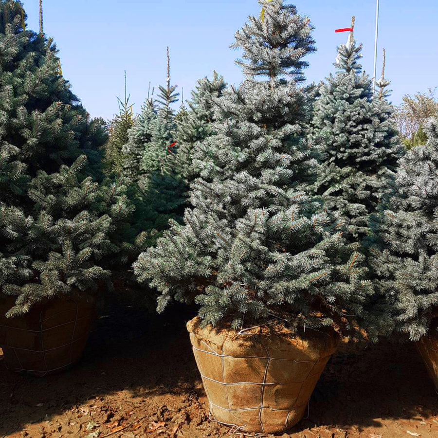Baby Blue Eyes Spruce Trees For Sale Online | The Tree Center