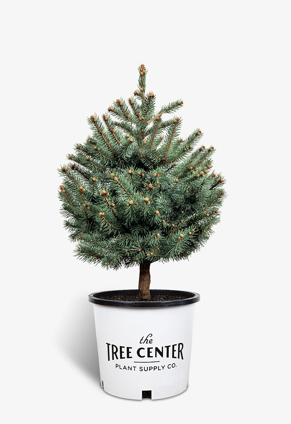 Baby Blue Eyes Spruce Trees For Sale Online | The Tree Center