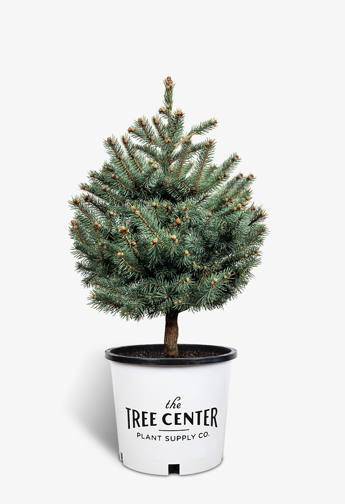 Baby Blue Eyes Spruce Trees For Sale Online | The Tree Center