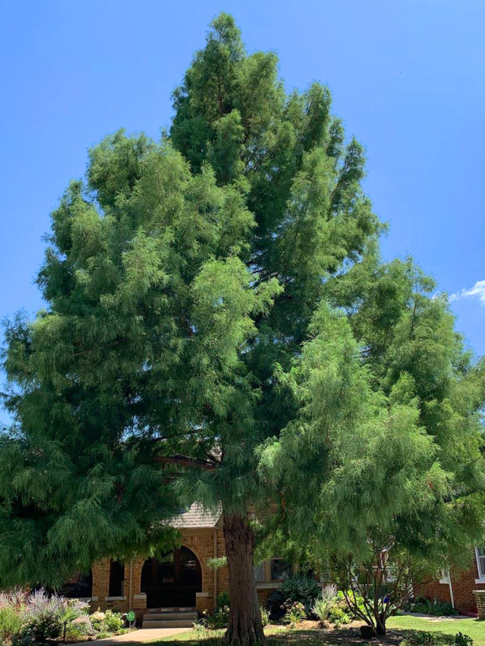 Slender Hinoki Cypress Trees For Sale | The Tree Center