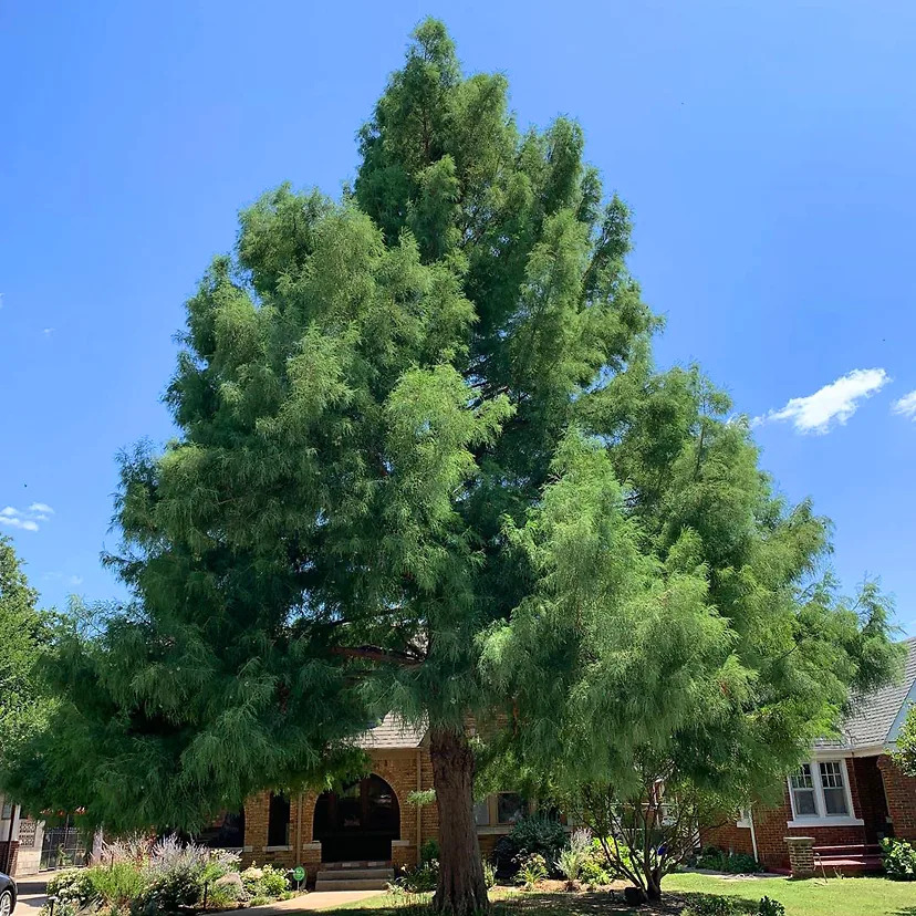 Bald Cypress Tree For Sale | The Tree Center
