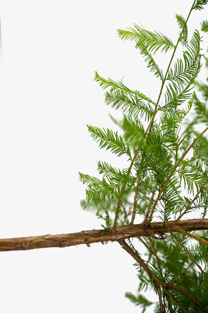 Bald Cypress Tree For Sale | The Tree Center