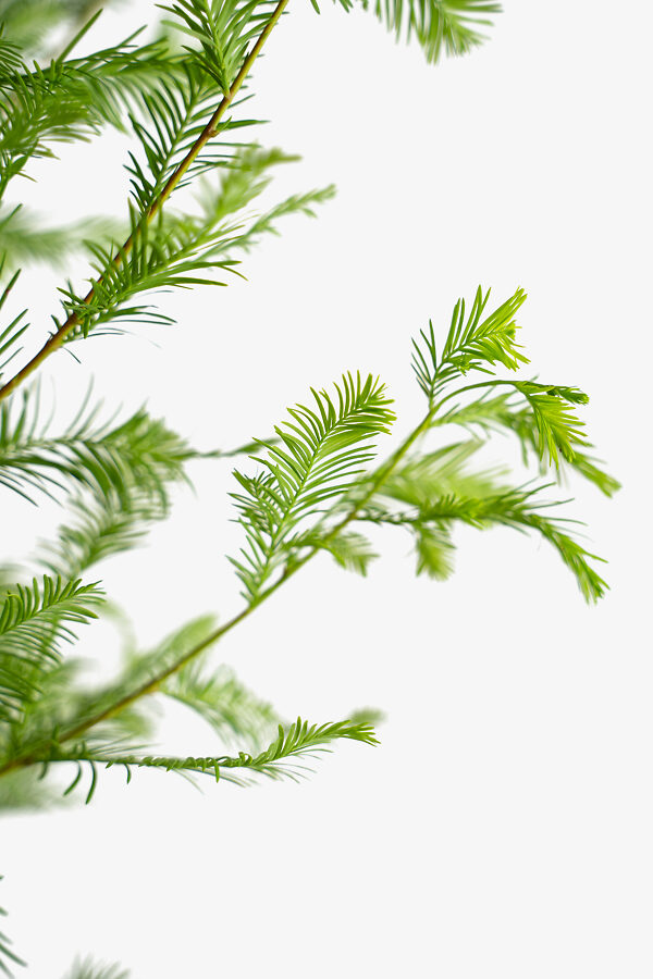 Bald Cypress Tree For Sale | The Tree Center