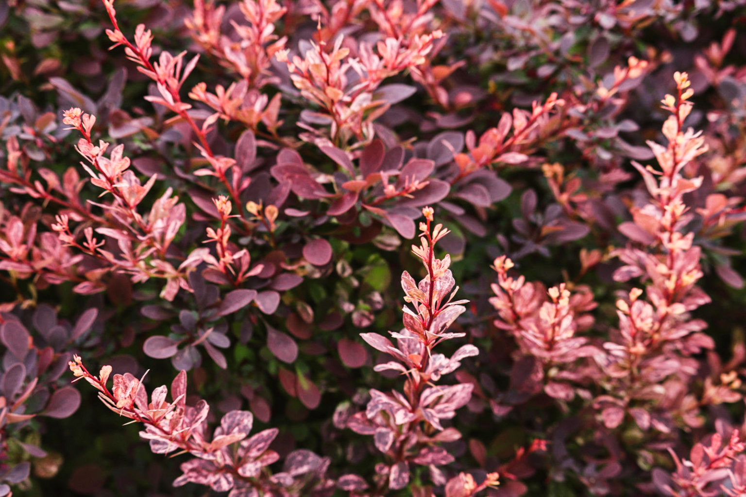 Rose Glow, Rosy Glow Barberry | The Tree Center