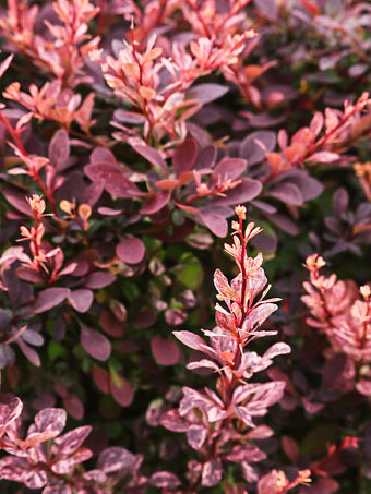 Lime Glow Japanese Barberry Shrubs For Sale | The Tree Center
