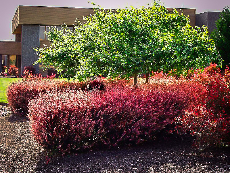 Royal Burgundy Barberry Shrubs For Sale | The Tree Center