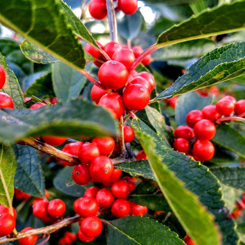 Berry Heavy Winterberry Holly Bush For Sale | The Tree Center