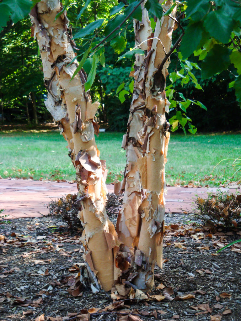 Heritage Birch Clump Trees For Sale | The Tree Center