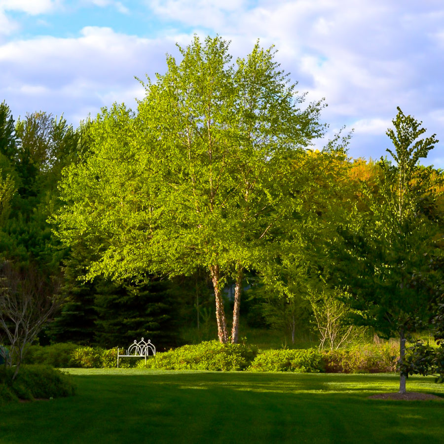 Heritage Birch Clump Trees For Sale | The Tree Center