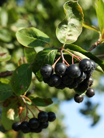 Aronia Red Chokeberry Bushes For Sale | The Tree Center
