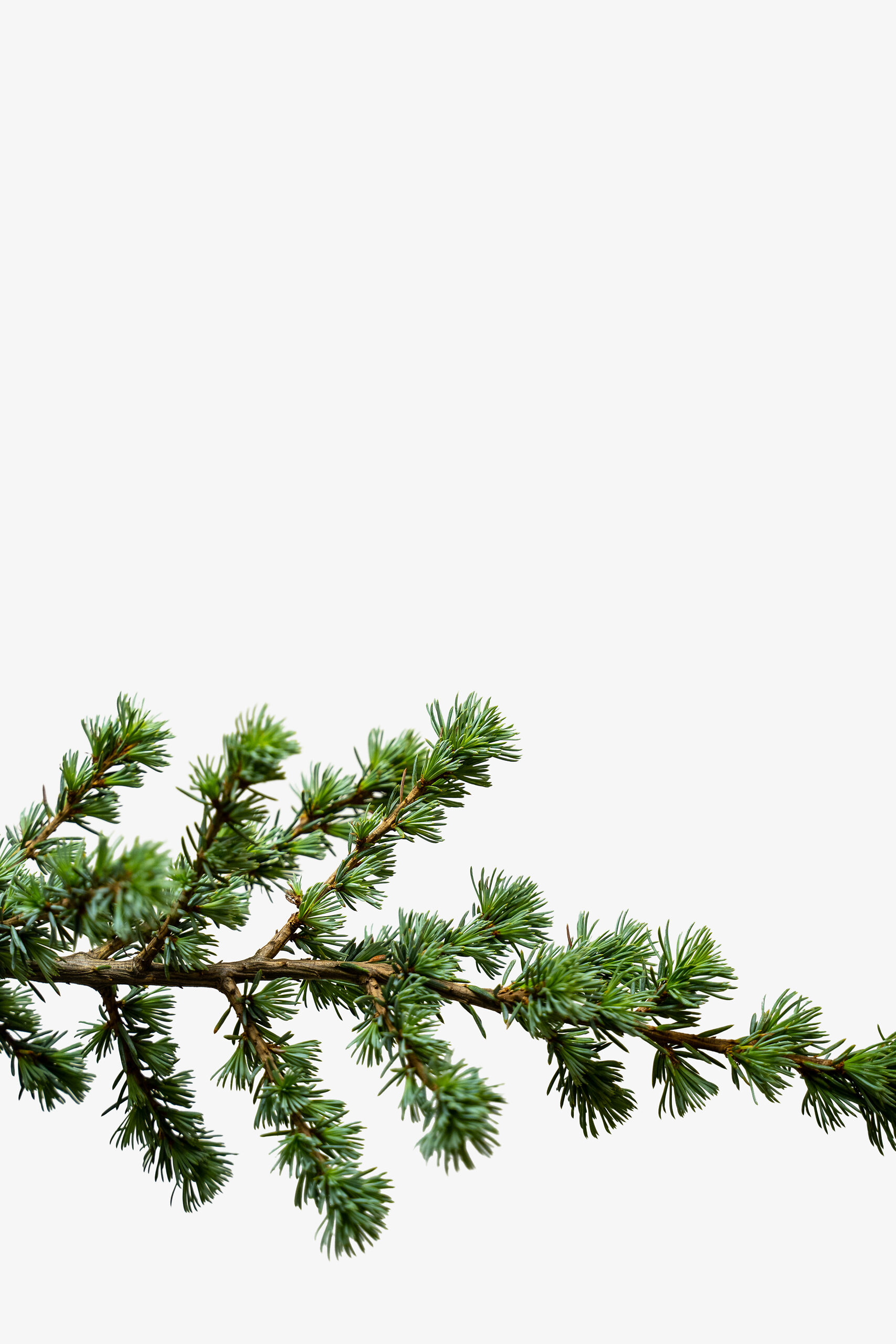Blue Atlas Cedar For Sale Online | The Tree Center