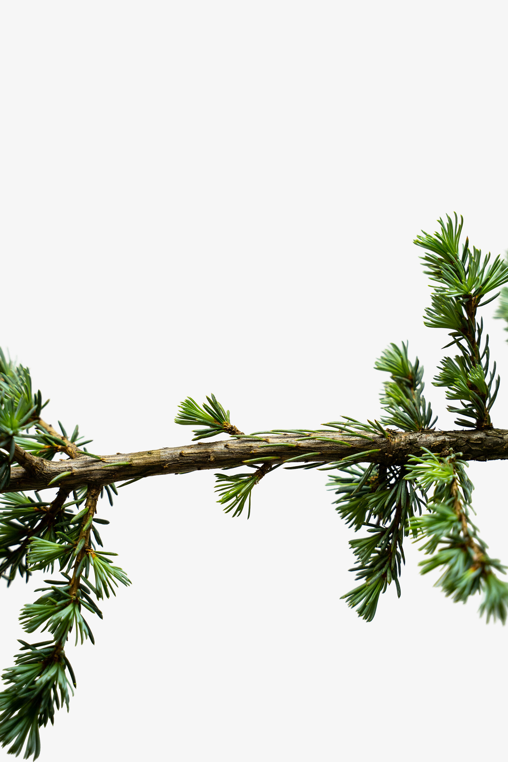 Blue Atlas Cedar For Sale Online | The Tree Center