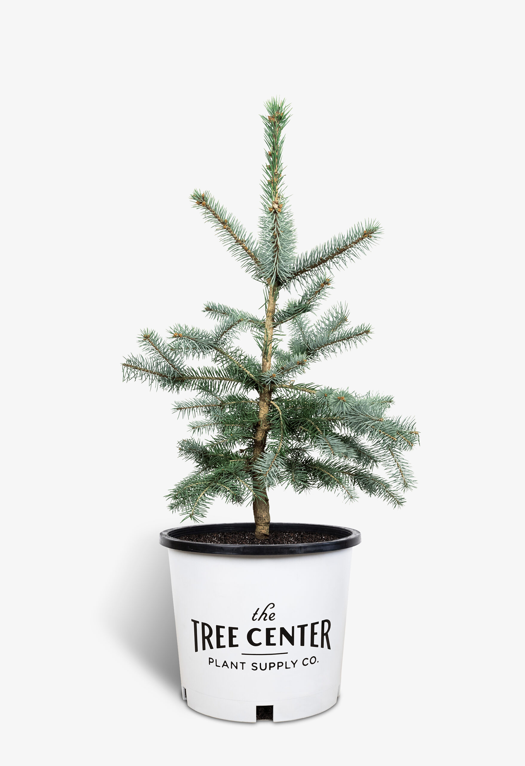 Blue Diamond Spruce Trees For Sale Online | The Tree Center