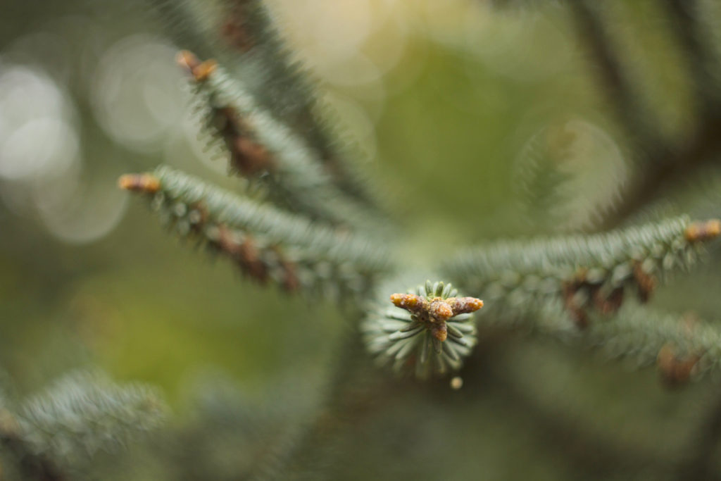 Blue Spanish Fir Trees For Sale Online | The Tree Center