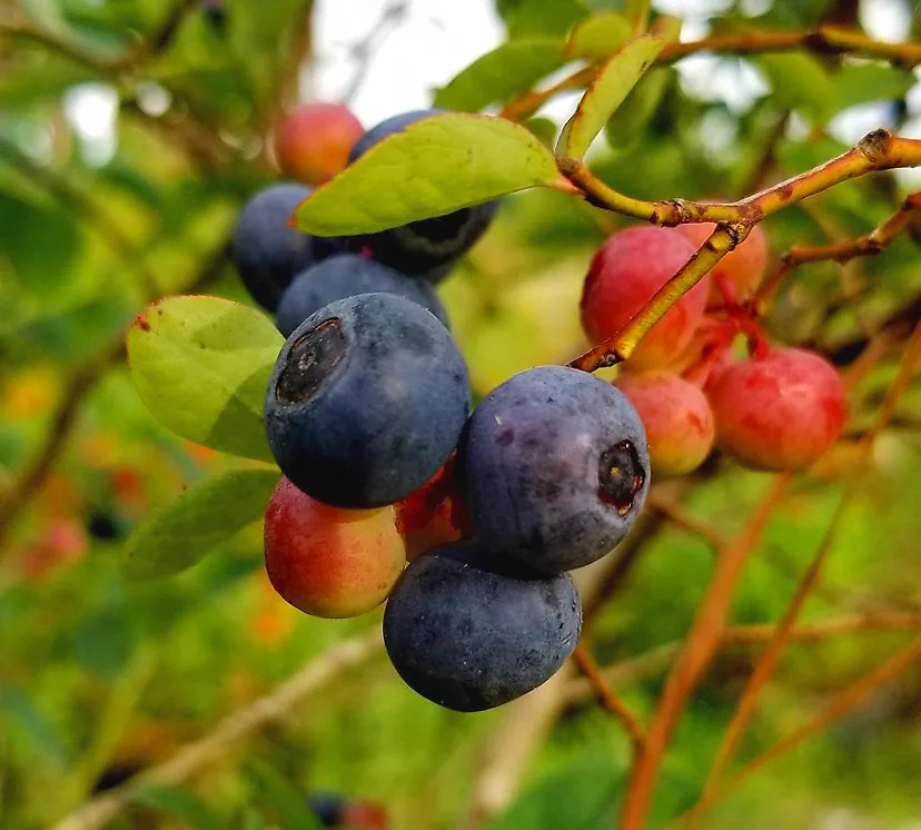 Brightwell Blueberry Bushes For Sale Online | The Tree Center