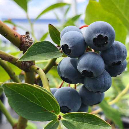 Brightwell Blueberry Bushes For Sale Online | The Tree Center