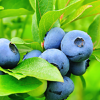 Bluegold Blueberry For Sale Online | The Tree Center