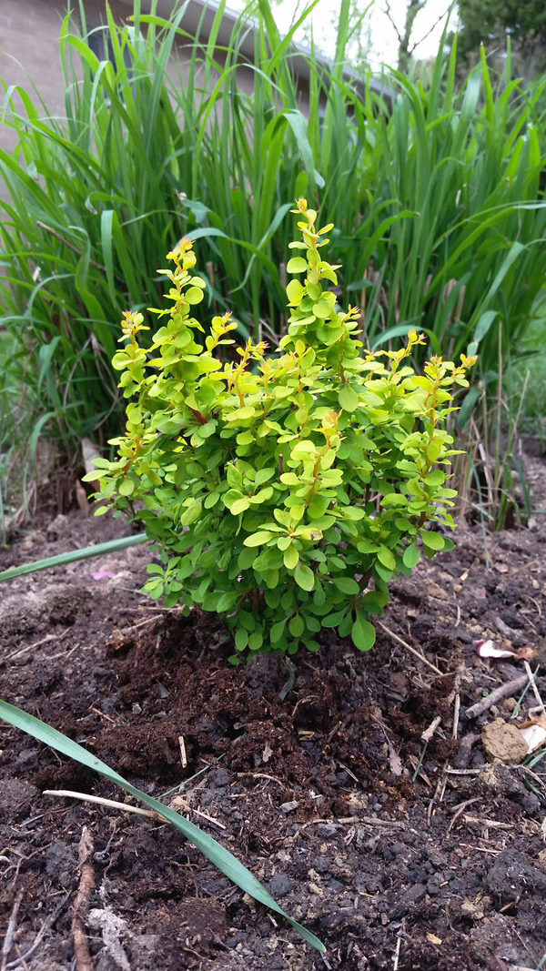 Bonanza Gold Barberry Shrubs For Sale | The Tree Center