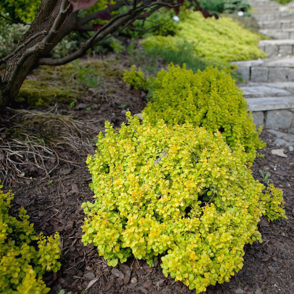 Bonanza Gold Barberry Shrubs For Sale | The Tree Center