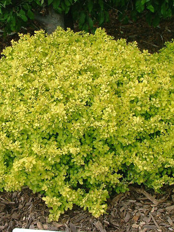 Barberry Shrubs | Buy Barberry Shrubs Online | The Tree Center