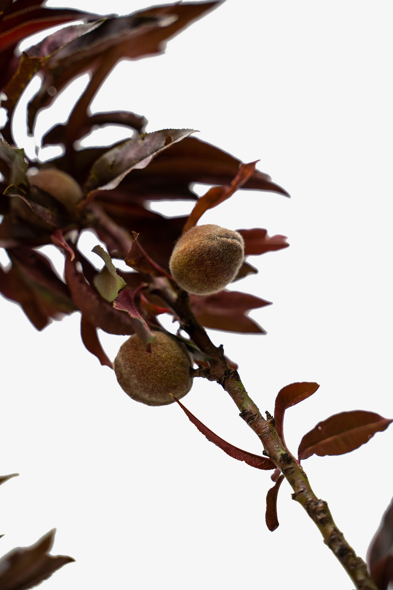 Bonfire Patio Peach Tree For Sale Online | The Tree Center