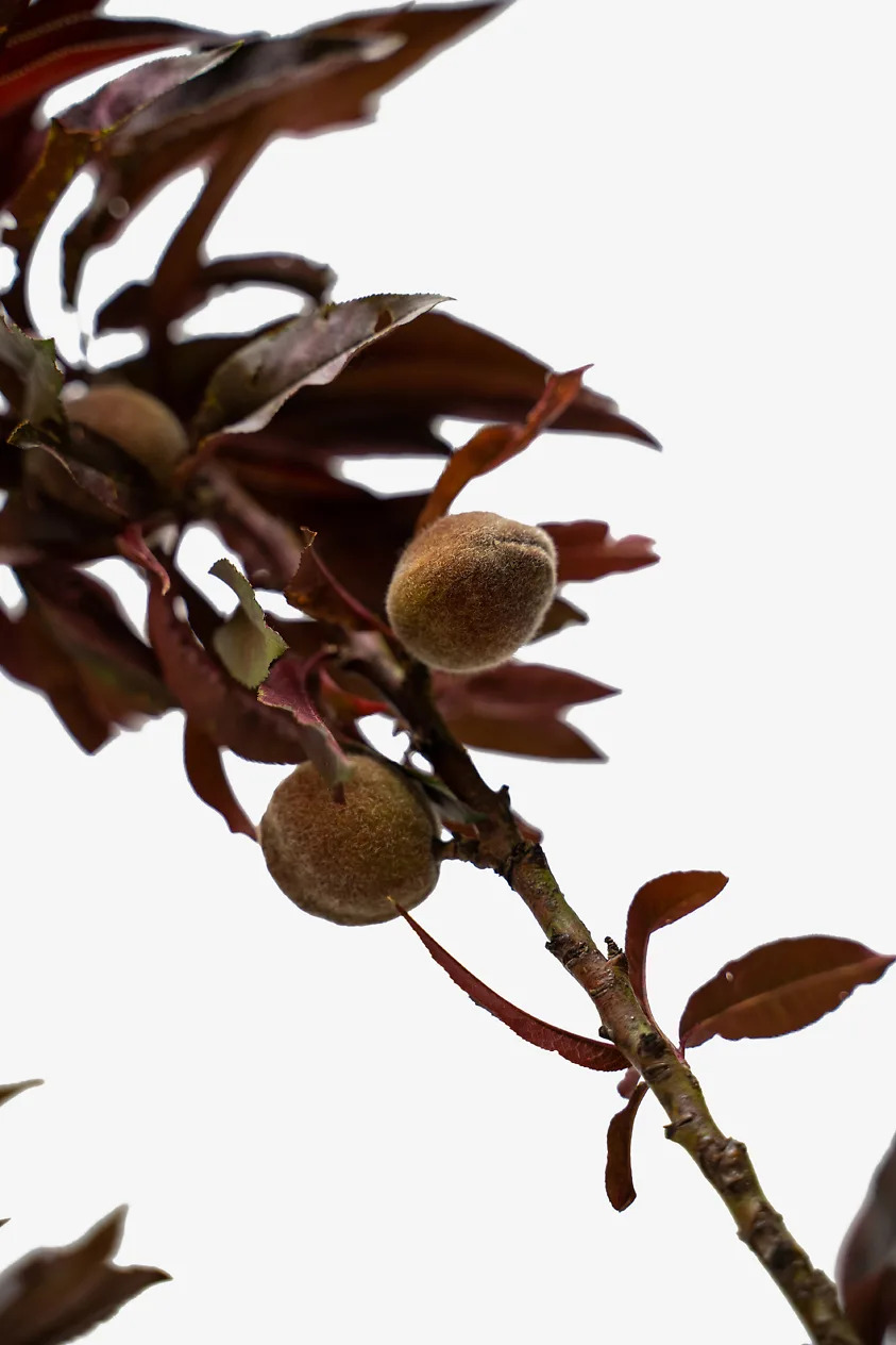 Bonfire Patio Peach Tree For Sale Online | The Tree Center