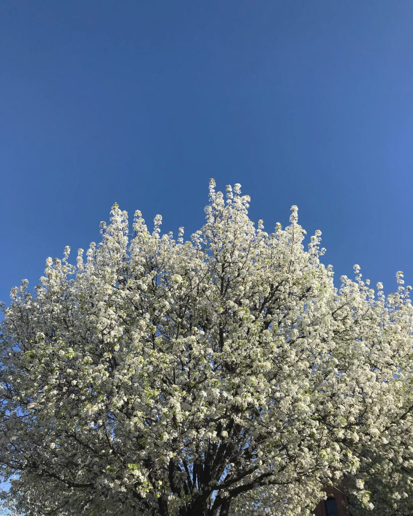Bradford Pear Trees For Sale Online | The Tree Center