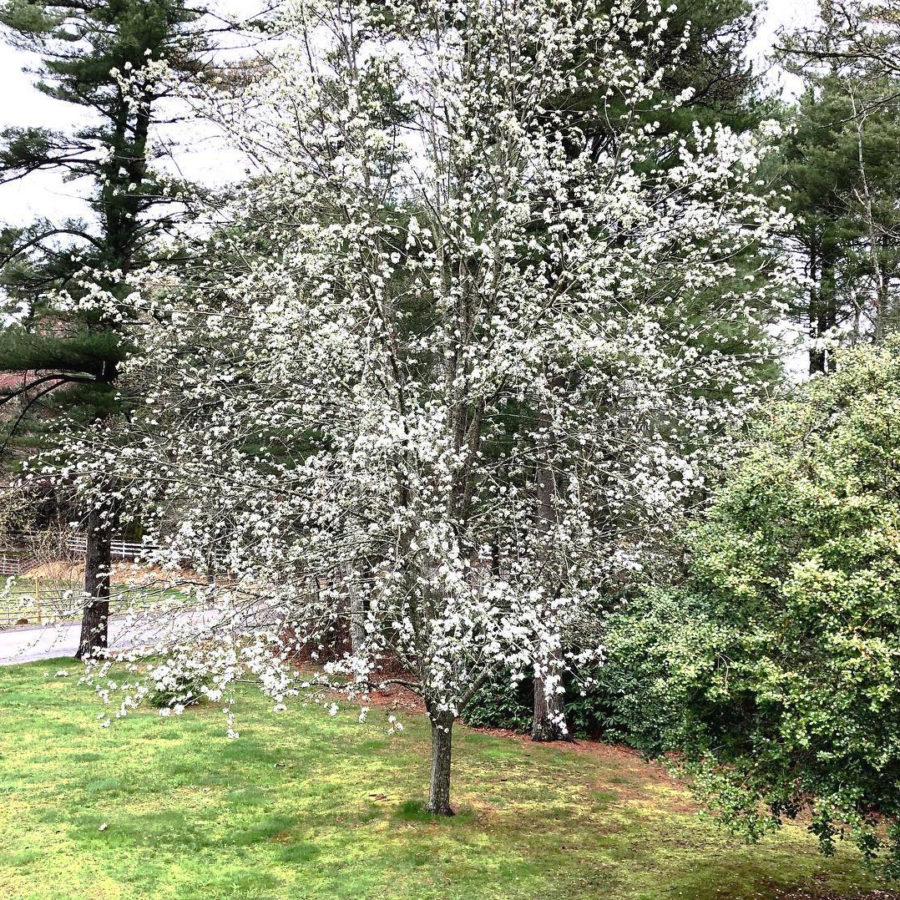 Bradford Pear Trees For Sale Online | The Tree Center