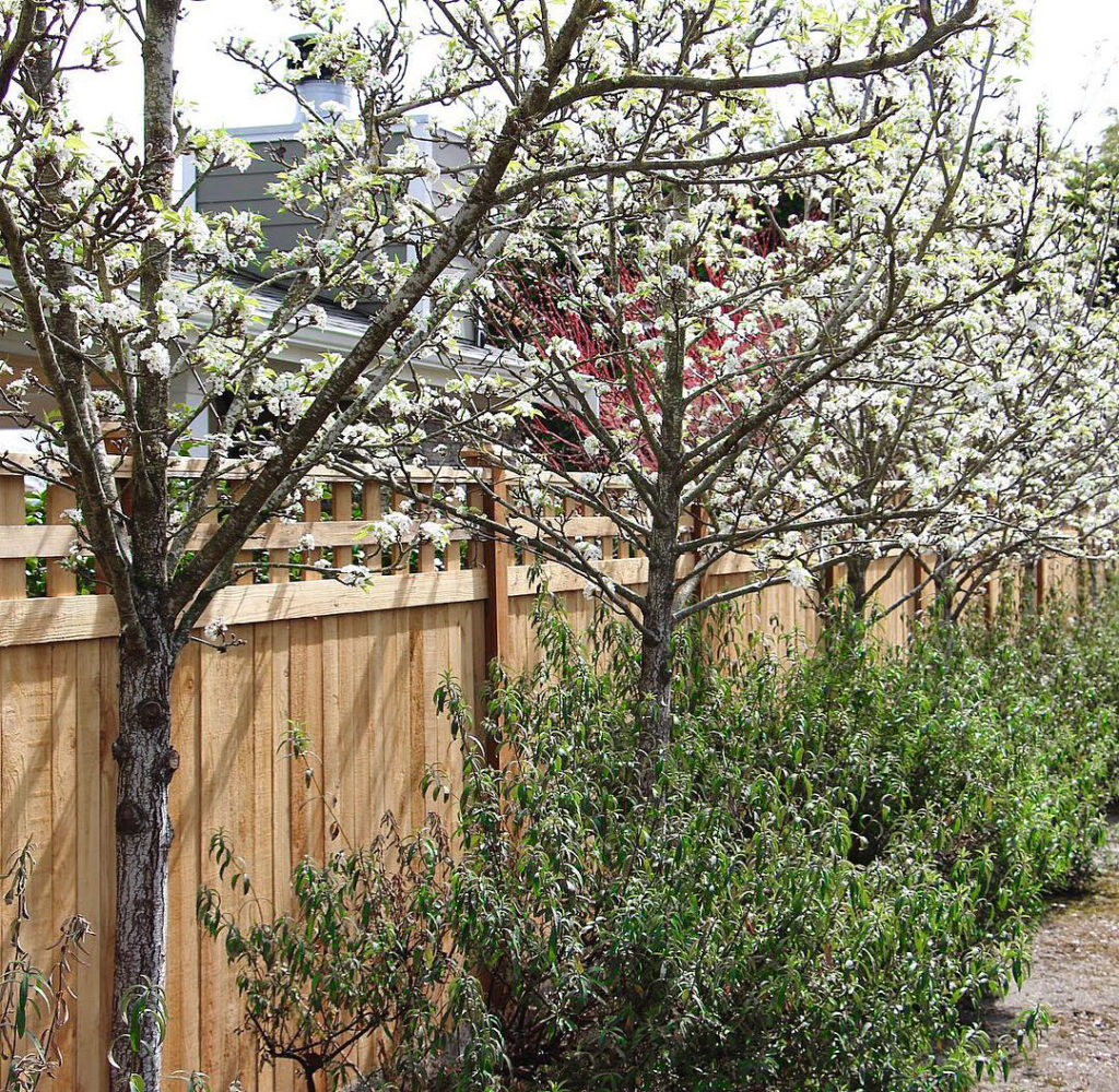 Bradford Pear Trees For Sale Online | The Tree Center